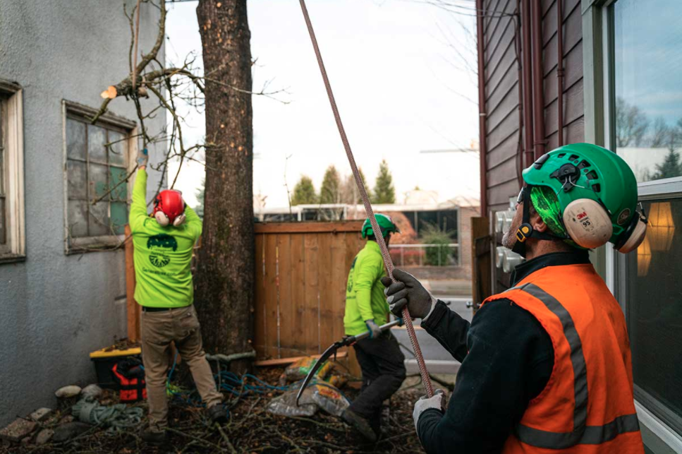 Pictures for General Tree Service in Beaverton, OR 97008