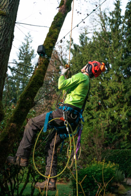 Pictures for General Tree Service in Beaverton, OR 97008