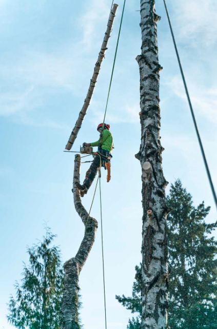 Pictures for General Tree Service in Beaverton, OR 97008
