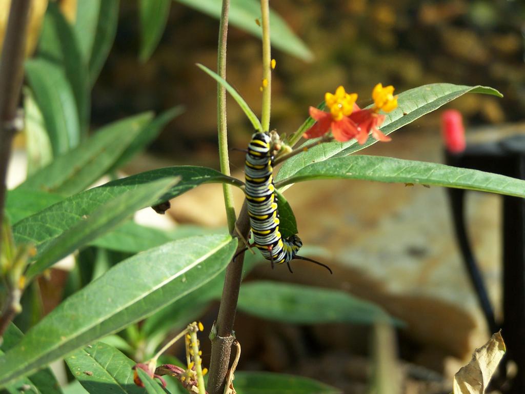 Pictures for The Butterfly Estates in Fort Myers, FL 33901