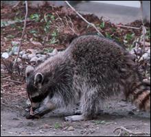 Map and Directions to Hydrex Pest Control of The North Bay Inc in ...