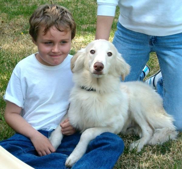 Payden is a green eyed smooth coat Goldendoodle from our doodle world ...