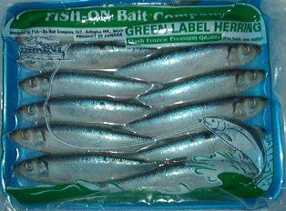 Fish On Bait Company - Jacksonville Beach FL 32240 | 904-241-6008