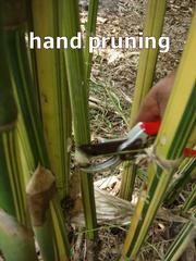 Bamboo Trimming & Maintenance | Tropical Bamboo® Nursery & Gardens in ...