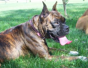 White Boxer Puppies | Ohio Valley Boxers in Bremen, OH 43107