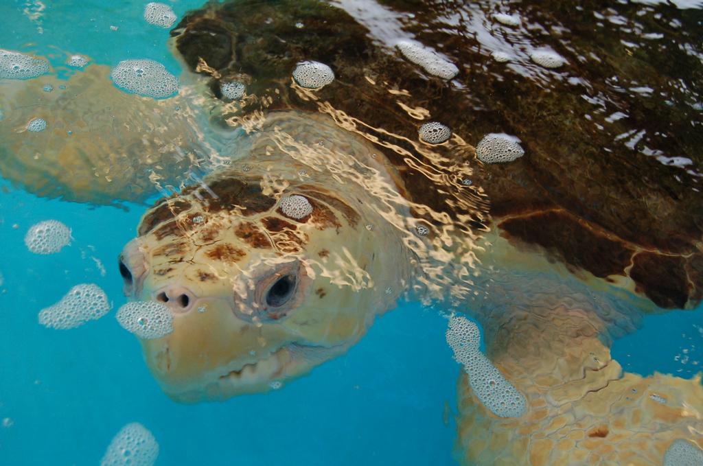 Map and Directions to Georgia Sea Turtle Center in Jekyll Island, GA 31527