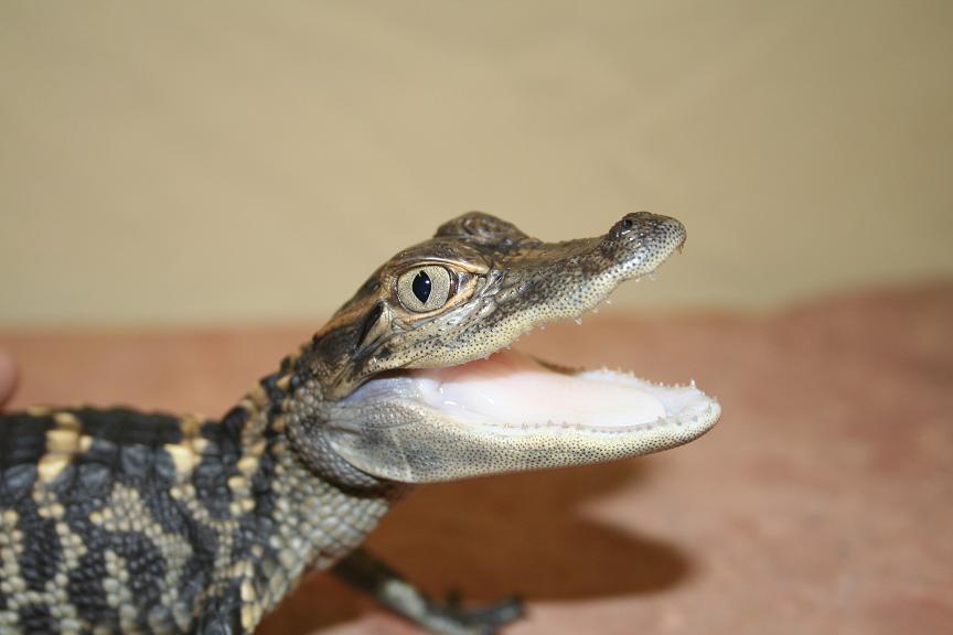Map and Directions to Wild Things Exotic Animals in Middleburg, FL 32068