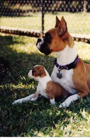 Map and Directions to Happy Dog Inn in Green Cove Springs, FL 32043