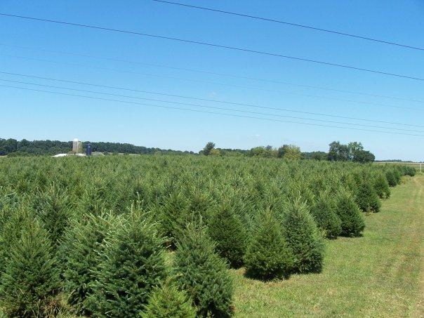 Clarks Christmas Tree Farm - Cochranville PA 19330 | 610-358-4933