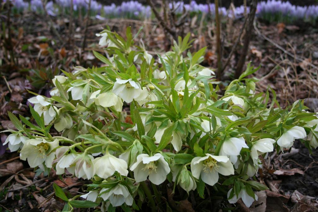 White hellebore from Martin's Greenhouse in Narvon, PA 17555