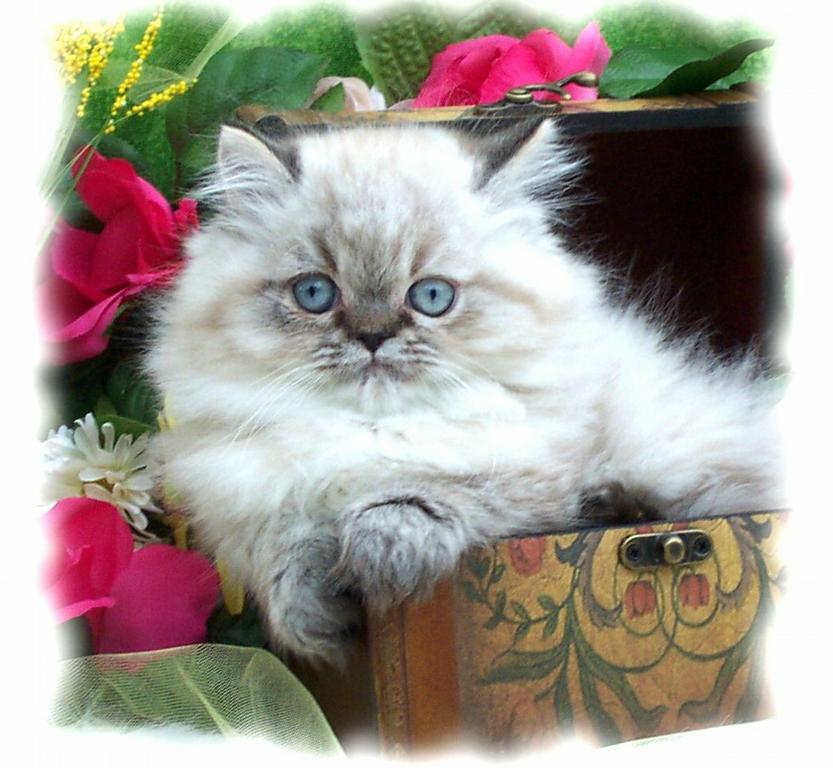 Precious Kittens Cattery - Port Saint Lucie FL 34987 | 772-460-1795