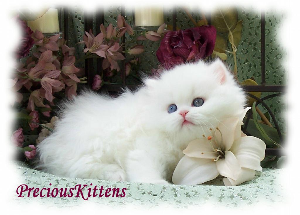 Map and Directions to Precious Kittens Cattery in Port Saint Lucie, FL ...