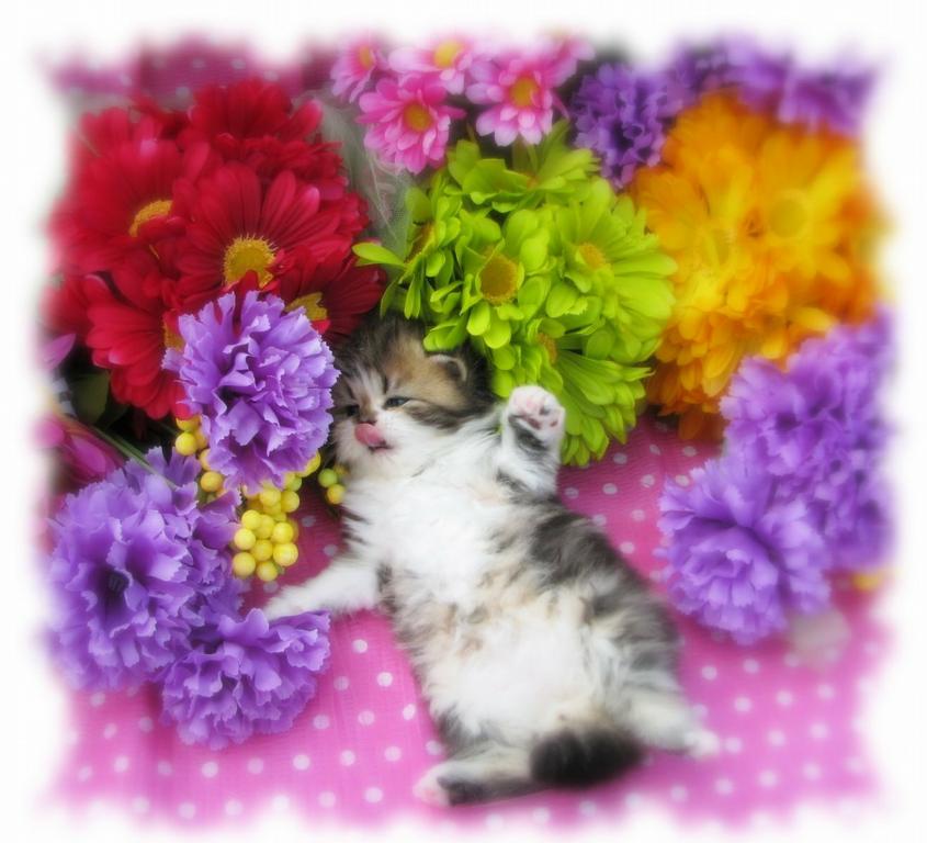 Map and Directions to Precious Kittens Cattery in Port Saint Lucie, FL ...