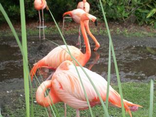 No Flamingos Please!