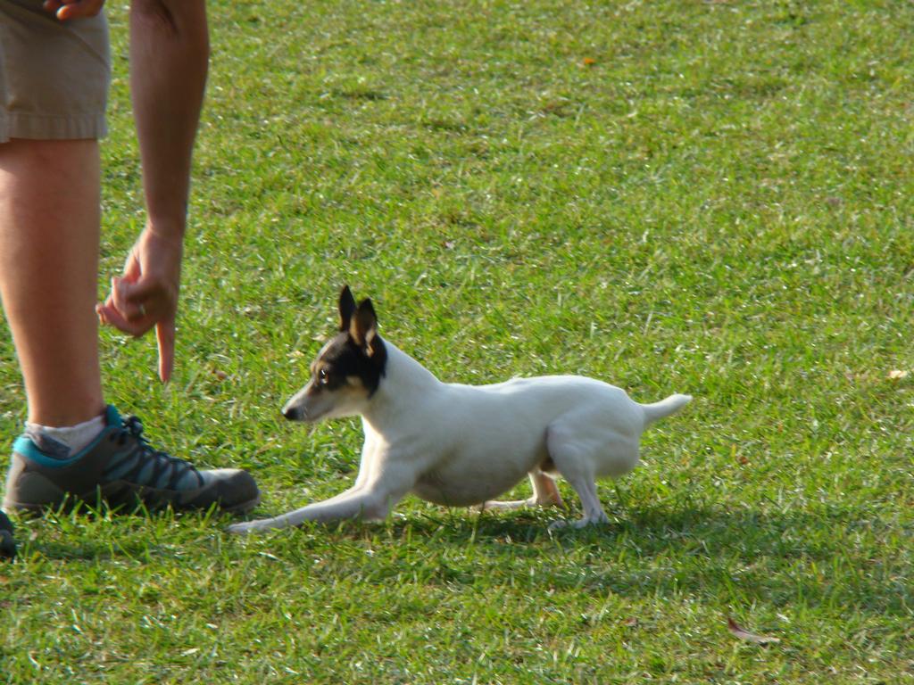 Map and Directions to Hi5 Dog Training in Brookfield, WI 53005