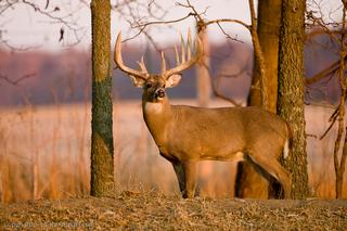 World Class Whitetails in Ohio - Valley View Whitetails | Valley View ...