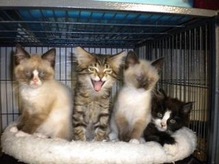 Map and Directions to AK CAT Rescue in Wasilla, AK 99654