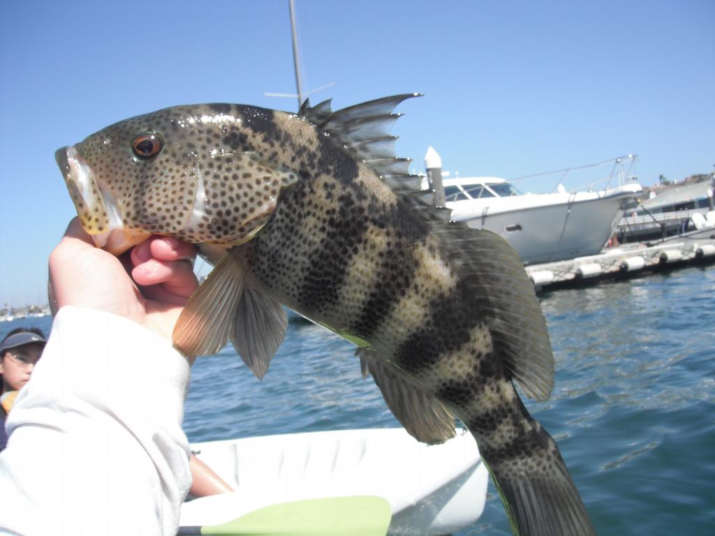 Broke the new yak in with a 19" jack. : r/kayakfishing
