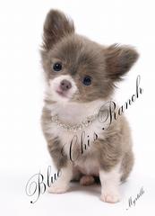 Example of a Chocolate Blue or Lavender Chihuahua Puppy | Blue Chi's ...