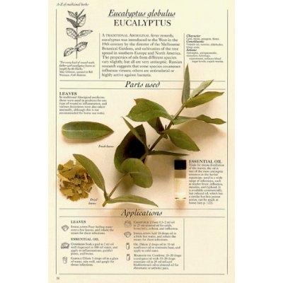 Natural Remedies from Shaman Herbal Pharmacy Supplements Natural ...