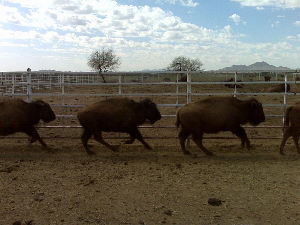 Map and Directions to Adams Natural Meats/ Arizona Buffalo Company in ...