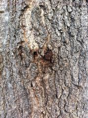 Carpenter WORMS, wood-boring insect cause tree repair! | White Rock ...