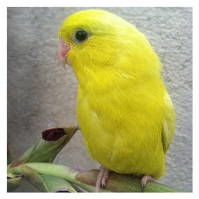American Yellow Pacific Parrotlet from Parrotletbirds Aviary in Los ...