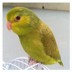 American Yellow Pacific Parrotlet from Parrotletbirds Aviary in Los ...