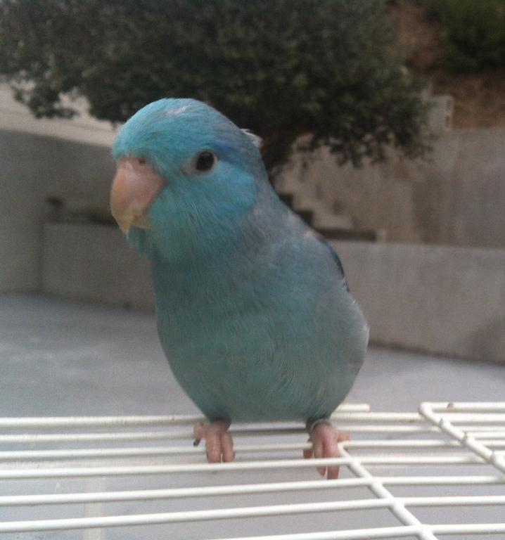 Blue Pacific Parrotlet from Parrotletbirds Aviary in Los Angeles, CA 90077