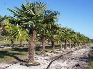 Palm Trees That Live On Long Island NY All-Year Round!??!?!?!? | Kokomo ...