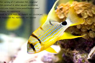 Hifin Snapper | petes fish place in Fishkill, NY 12524 | Fish