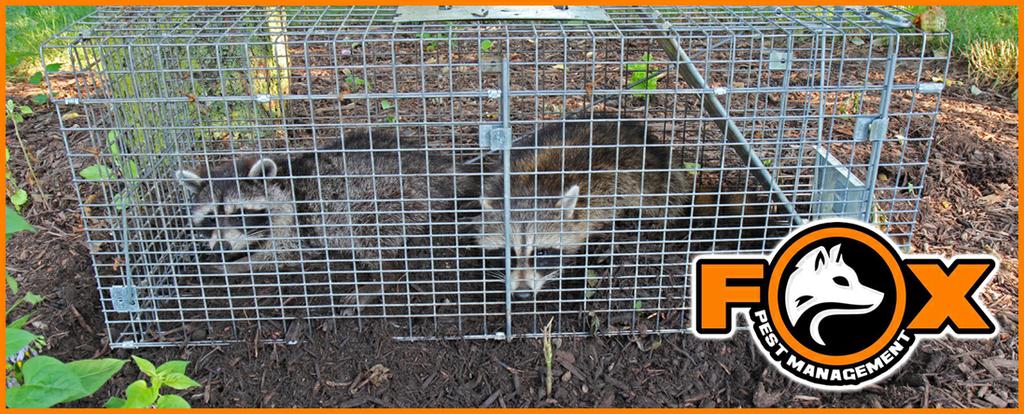 Pictures for Fox Pest Management, Inc. in Ramona, CA 92065