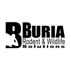 Pictures for Buria Rodent and Wildlife Solutions, LLC in Mascotte, FL 34753