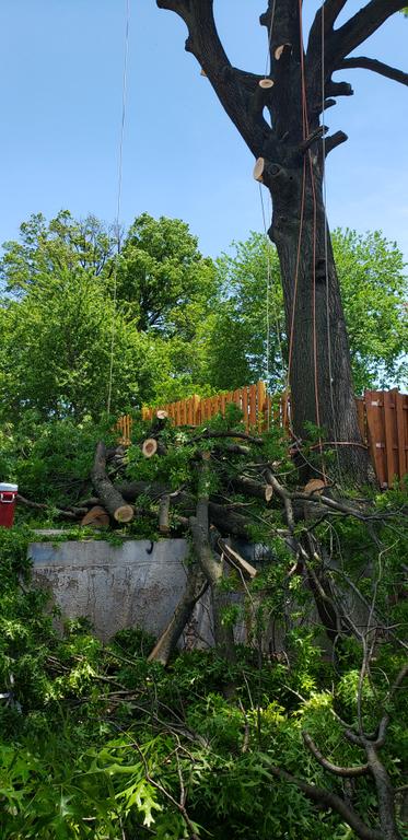 Pictures for Elboni Tree Services LLC in Pennsauken, NJ 08110