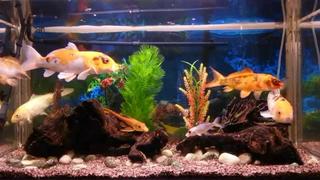 Tac dung cua vi sinh trong ho ca tot hon ban tuong Koika | Koika ...