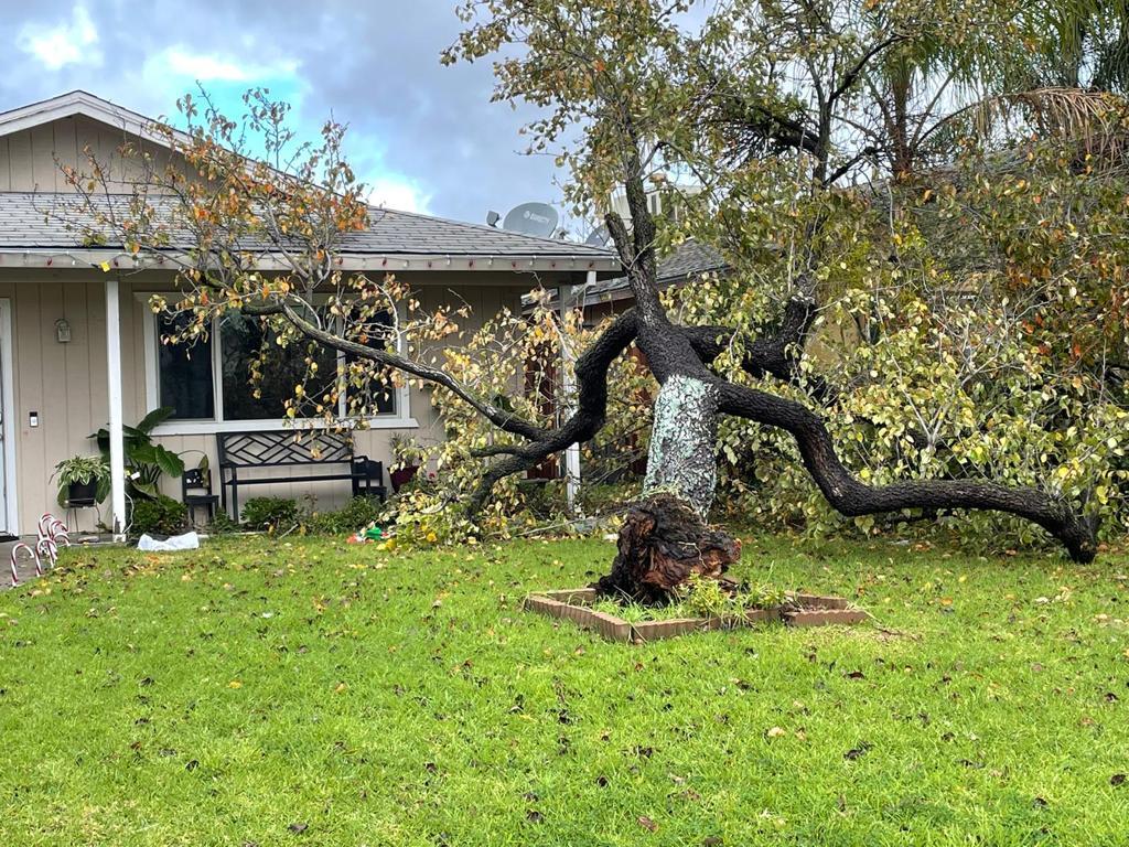 Navarro Tree Service Inc - Stockton CA 95210 | 209-294-9675