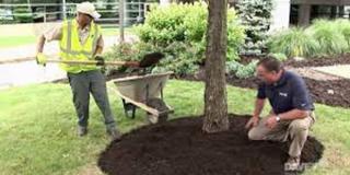 The Importance of Mulching – How to Properly Mulch Around a Tree | Pura ...