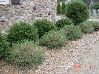 Time to Prune Hollies ... take those deep cuts | Precision Pruning in ...